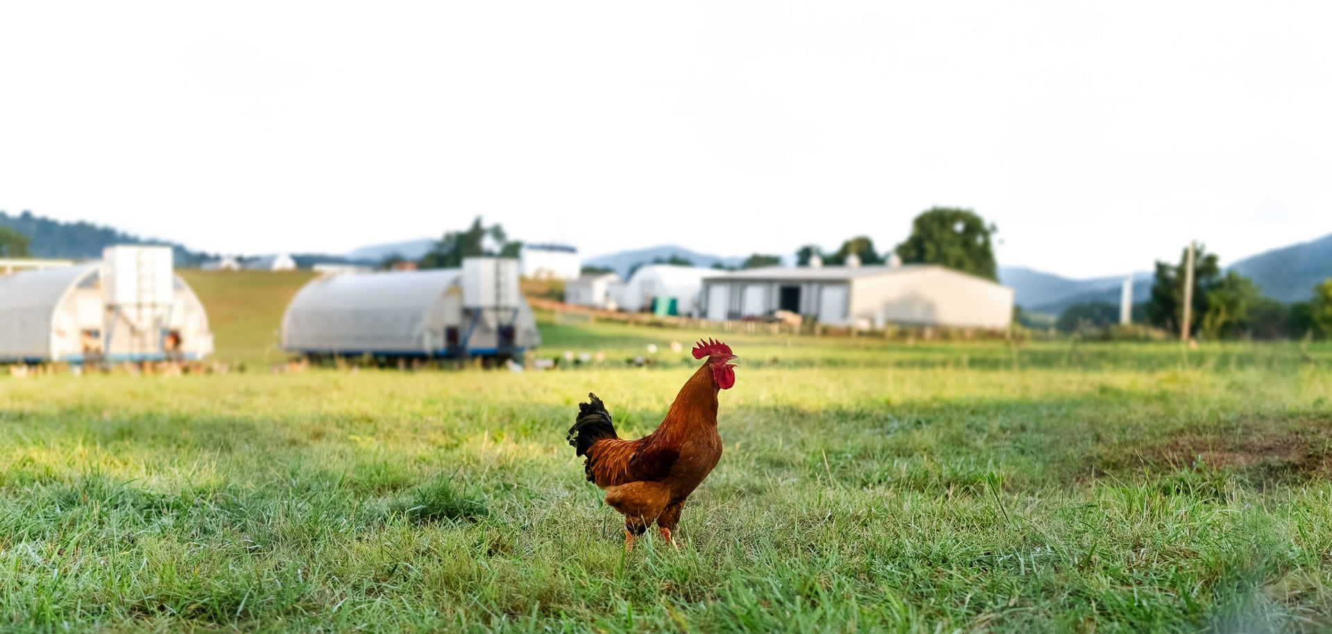 FAQ – Maranatha Farms